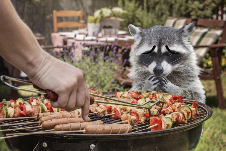 Freshmen To Miss Out On Traditional UCSB Holiday Raccoon Cookout | The ...